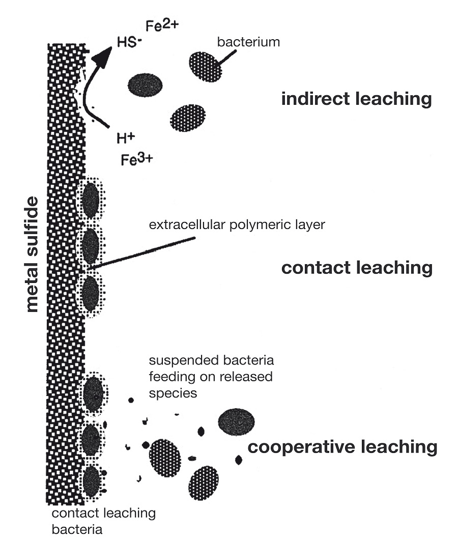 The BIOMOre Project – A New Mining Concept for Extracting Metals from ...